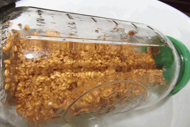 Sprouting Wheat Berries | HS Blog